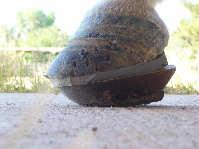 Steve Senn Farrier Service - Specialty Services